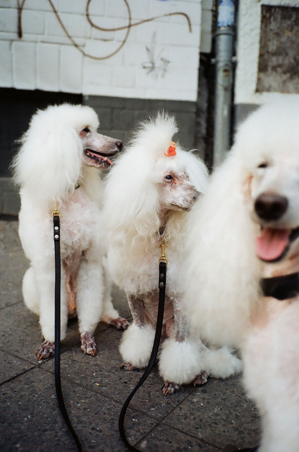 Jean-Paul Pastor Guzmán